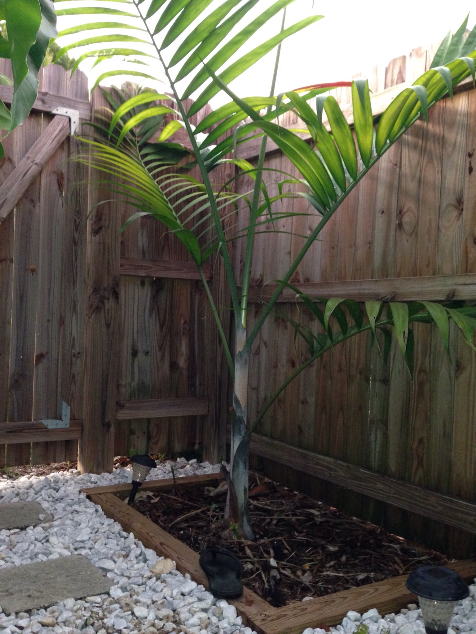 Dypsis Pembana Rapid Growth DISCUSSING PALM TREES WORLDWIDE PalmTalk dypsis-pembana-rapid-growth-discussing-palm-trees-worldwide-palmtalk