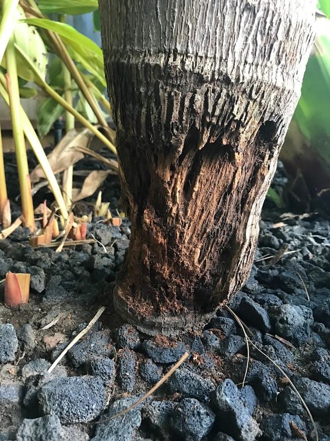 Trunk Rot Fungus DISCUSSING PALM TREES WORLDWIDE PalmTalk