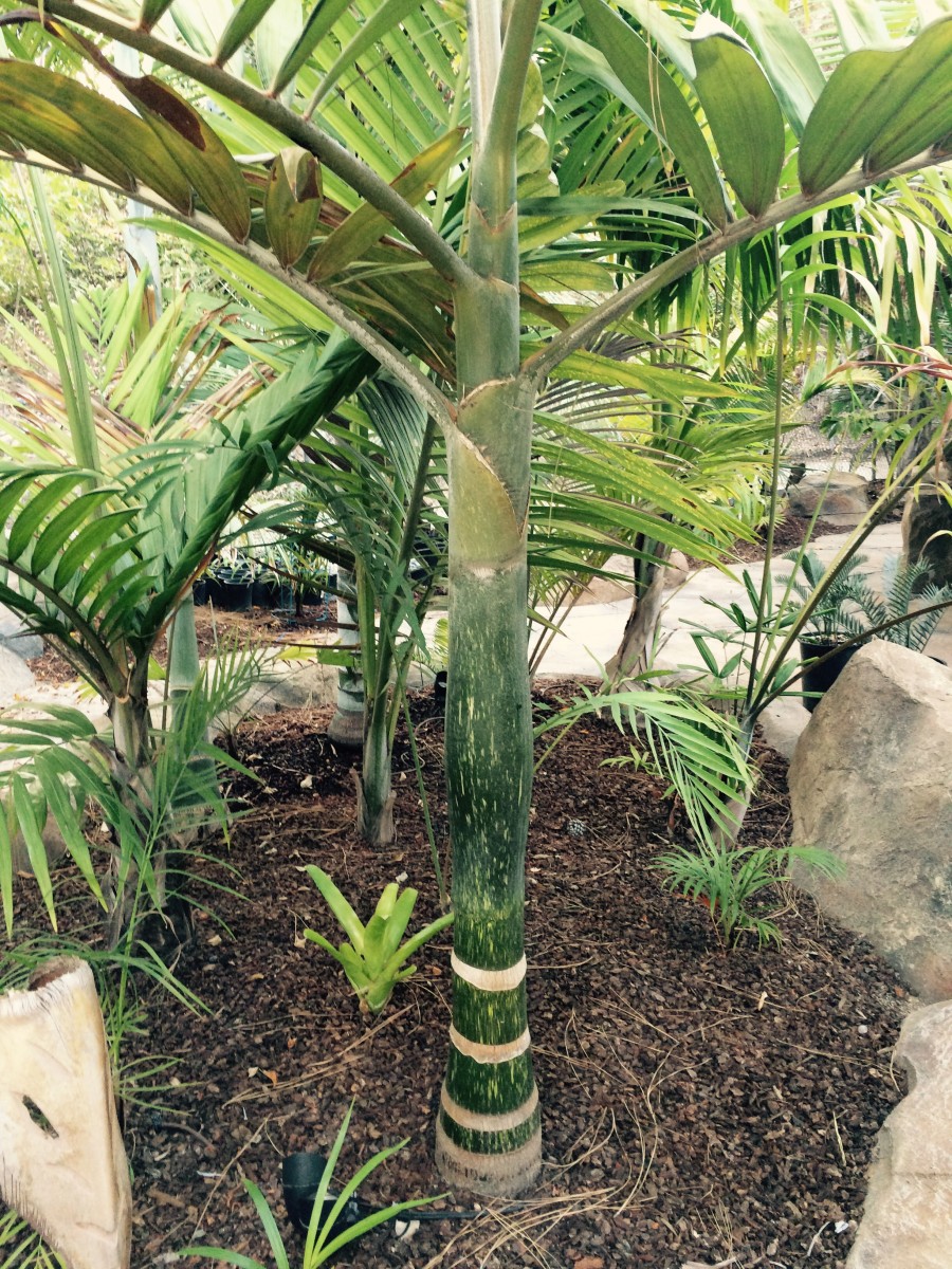 image - GARDEN GALLERIES - PalmTalk