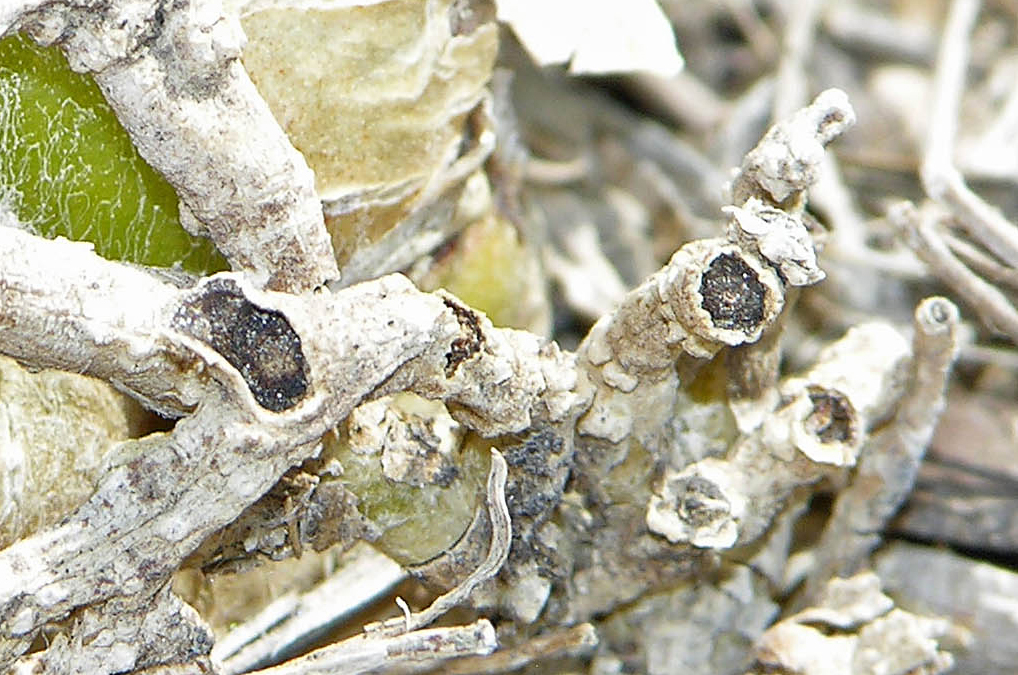 Corraloid roots - TROPICAL LOOKING PLANTS - Other Than Palms - PalmTalk