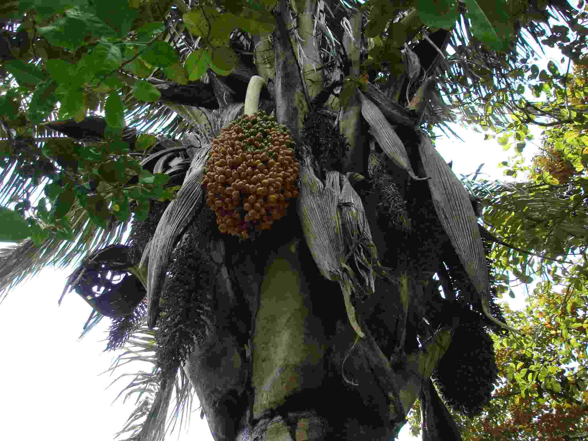 Attalea rostrata... - DISCUSSING PALM TREES WORLDWIDE - PalmTalk