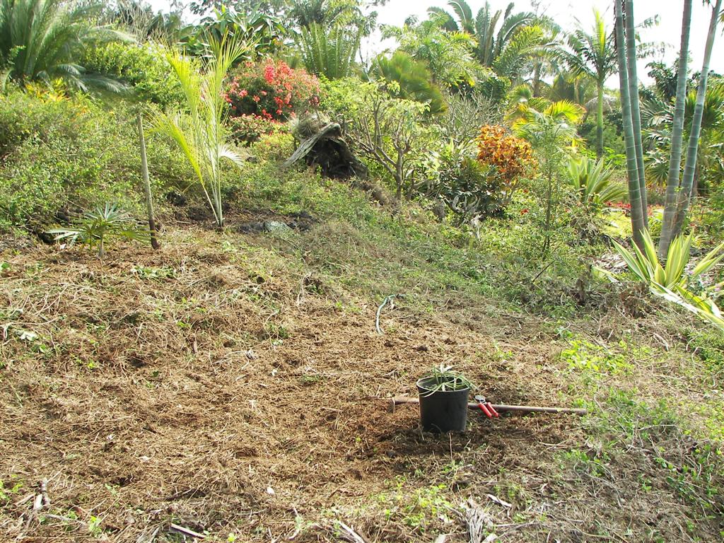 Coccothrinax 'azul' - ready to put in ground - DISCUSSING PALM TREES ...