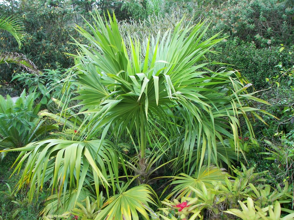 Thrinax excelsa(Jamaican Thatch) or; - DISCUSSING PALM TREES WORLDWIDE ...