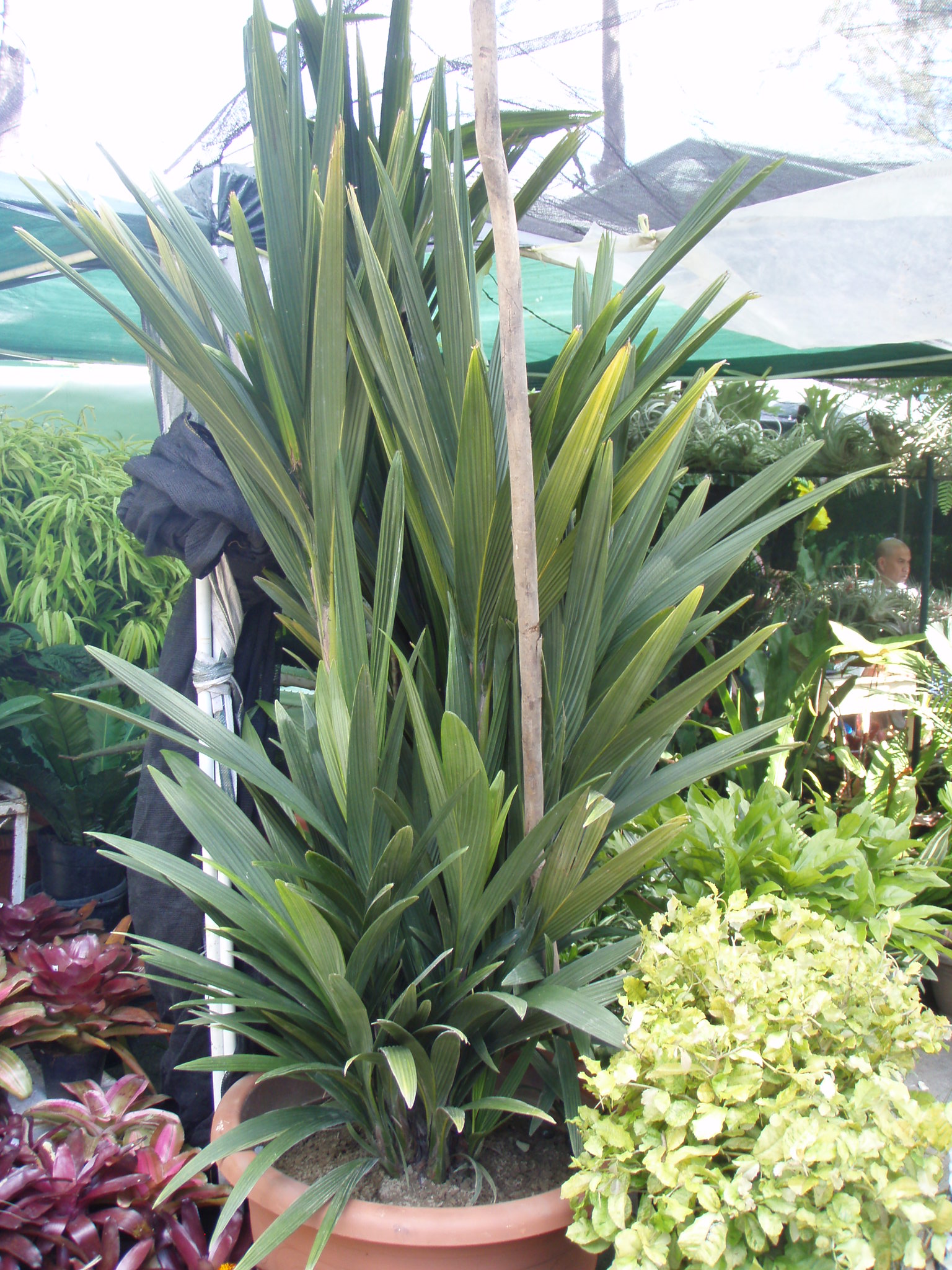 What is clustering, bifid leafes palm - DISCUSSING PALM TREES WORLDWIDE ...