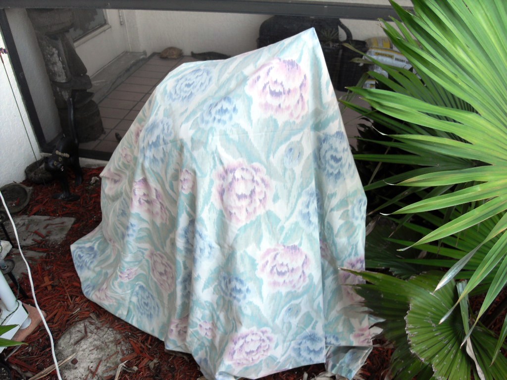 Palm tree cold protection - DISCUSSING PALM TREES WORLDWIDE - PalmTalk