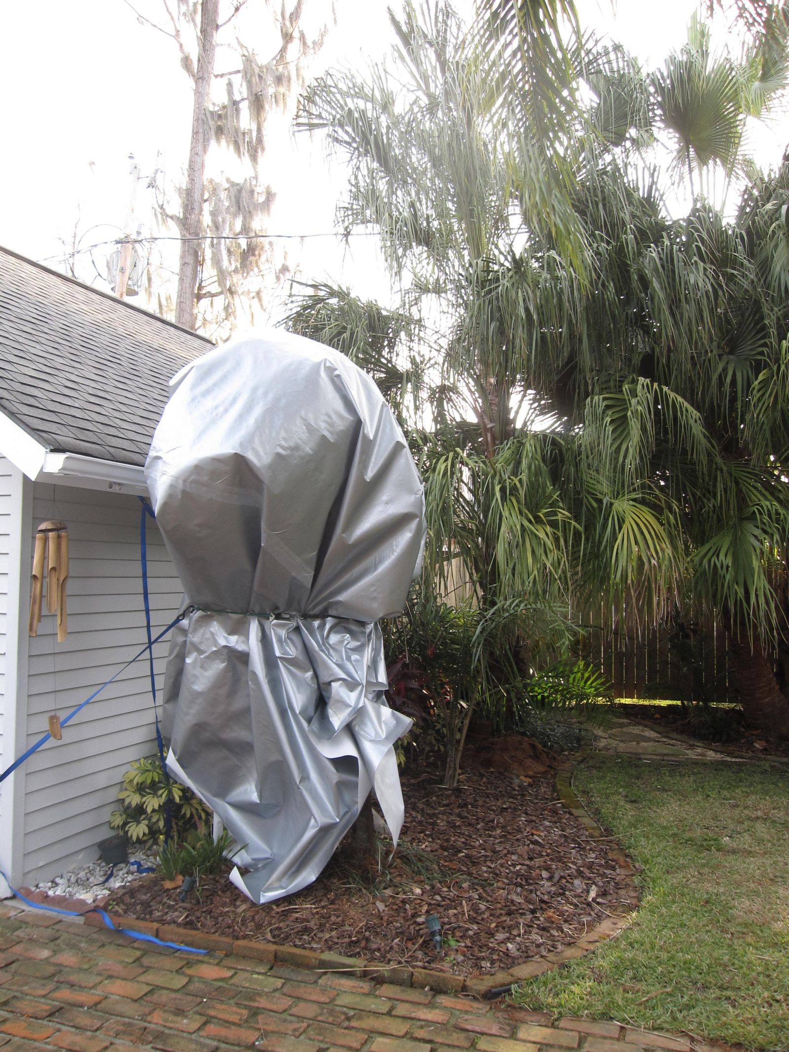 Palm tree cold protection - DISCUSSING PALM TREES WORLDWIDE - PalmTalk