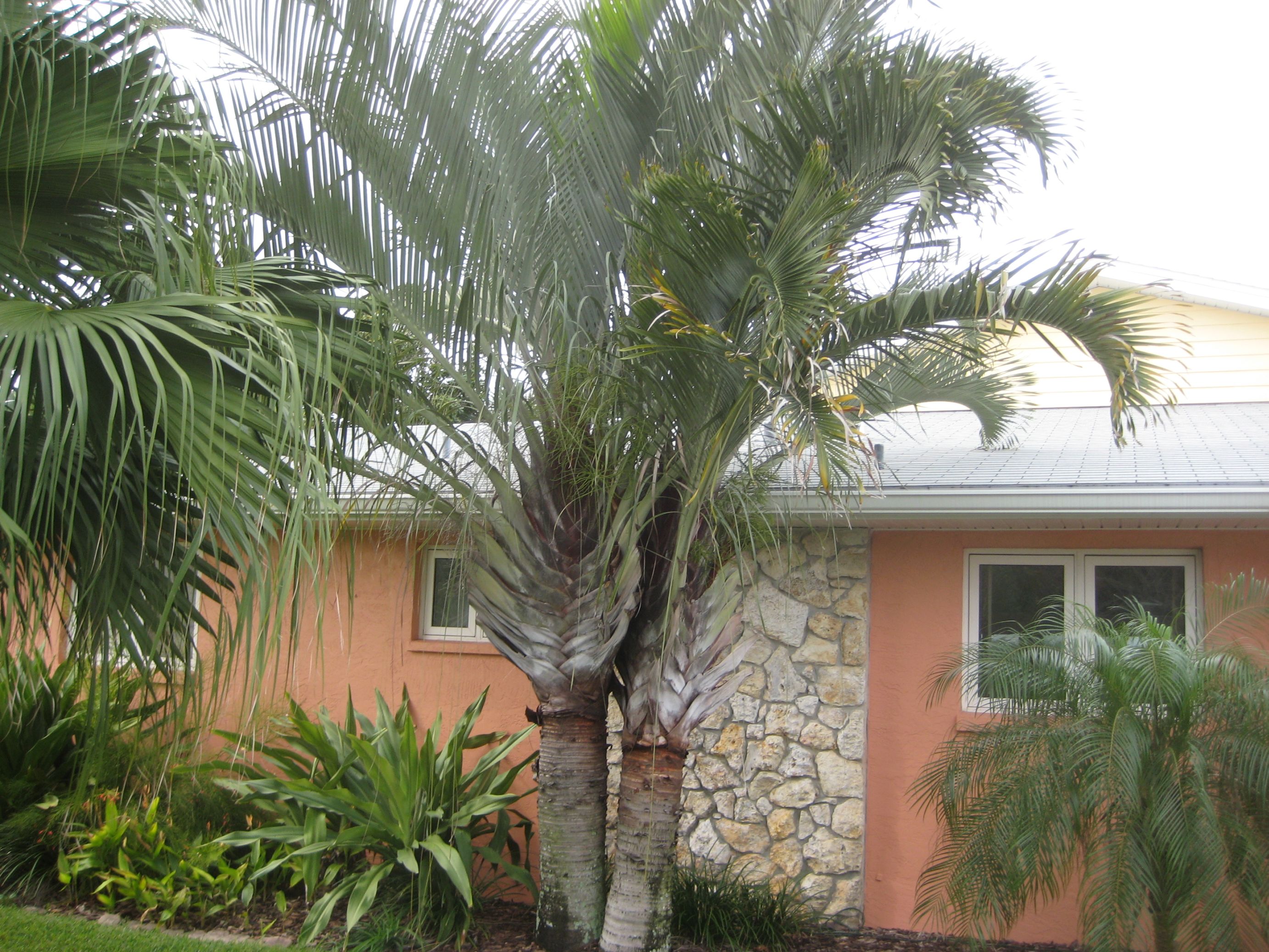 A few Triangles - DISCUSSING PALM TREES WORLDWIDE - PalmTalk