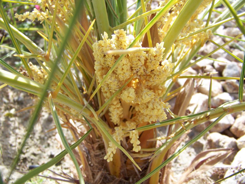 pollen - Phoenix Acaulis - DISCUSSING PALM TREES WORLDWIDE - PalmTalk