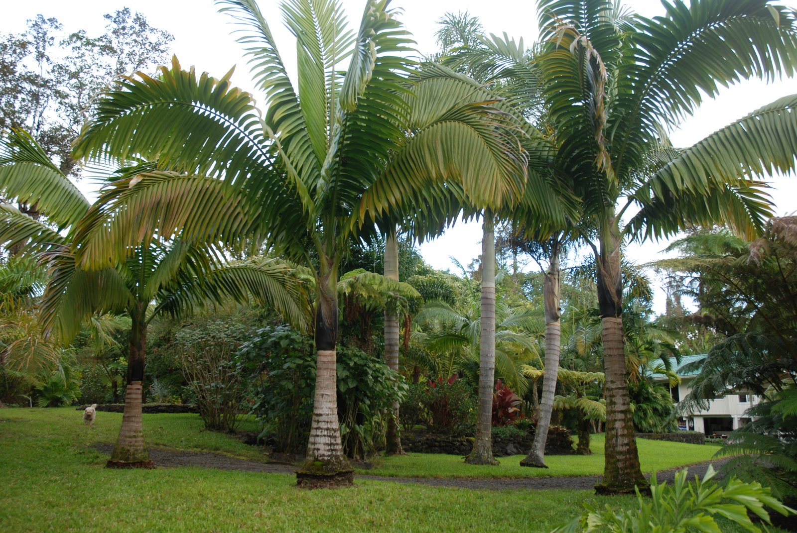 Another amazing palm garden - DISCUSSING PALM TREES WORLDWIDE - PalmTalk