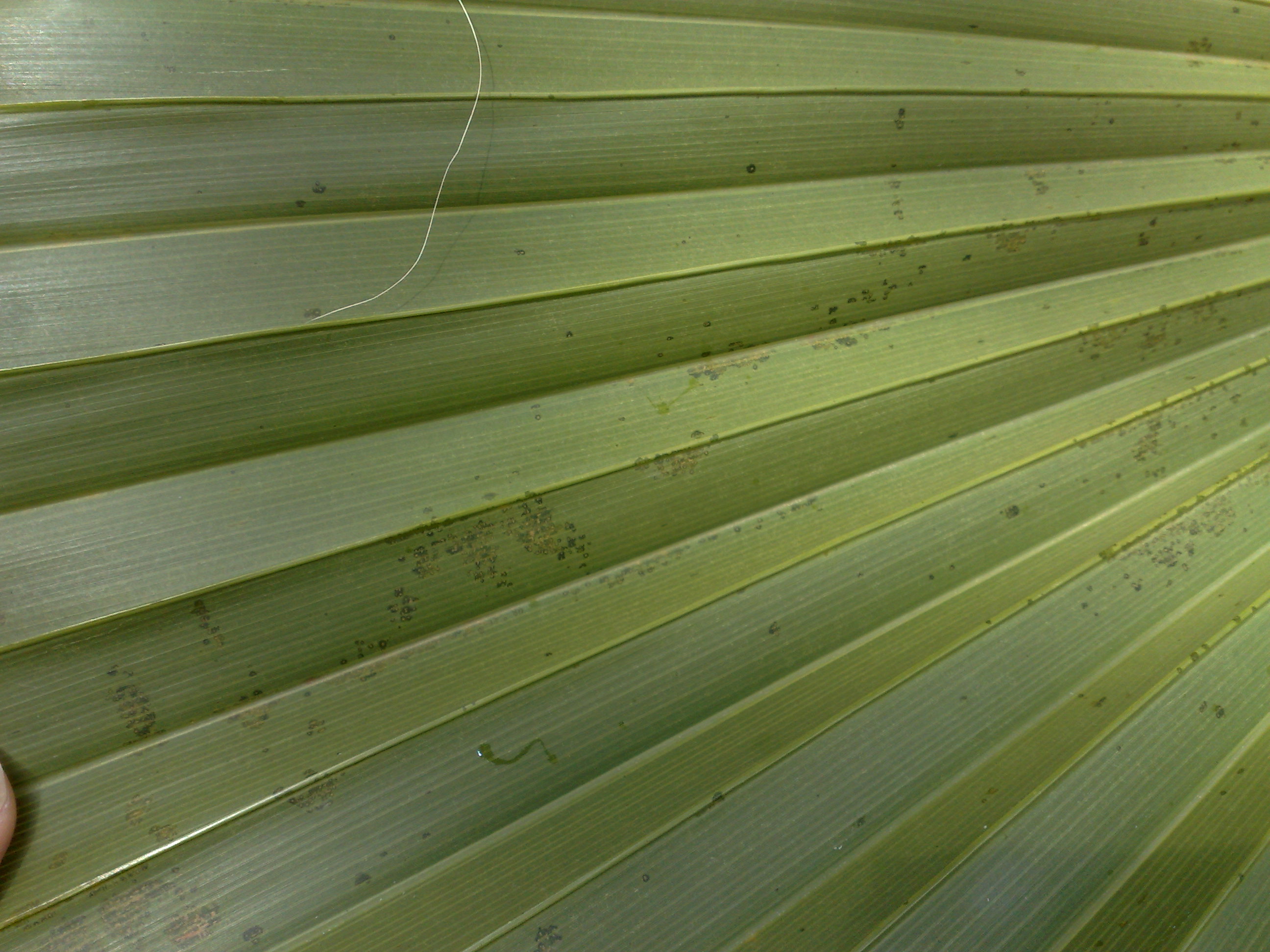 are those spots signs of Deficiency ? - DISCUSSING PALM TREES WORLDWIDE ...