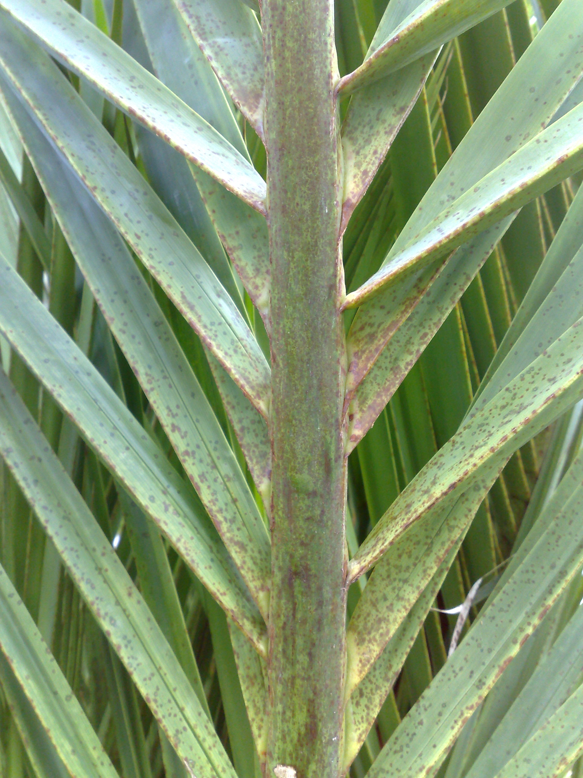 are those spots signs of Deficiency ? - DISCUSSING PALM TREES WORLDWIDE ...