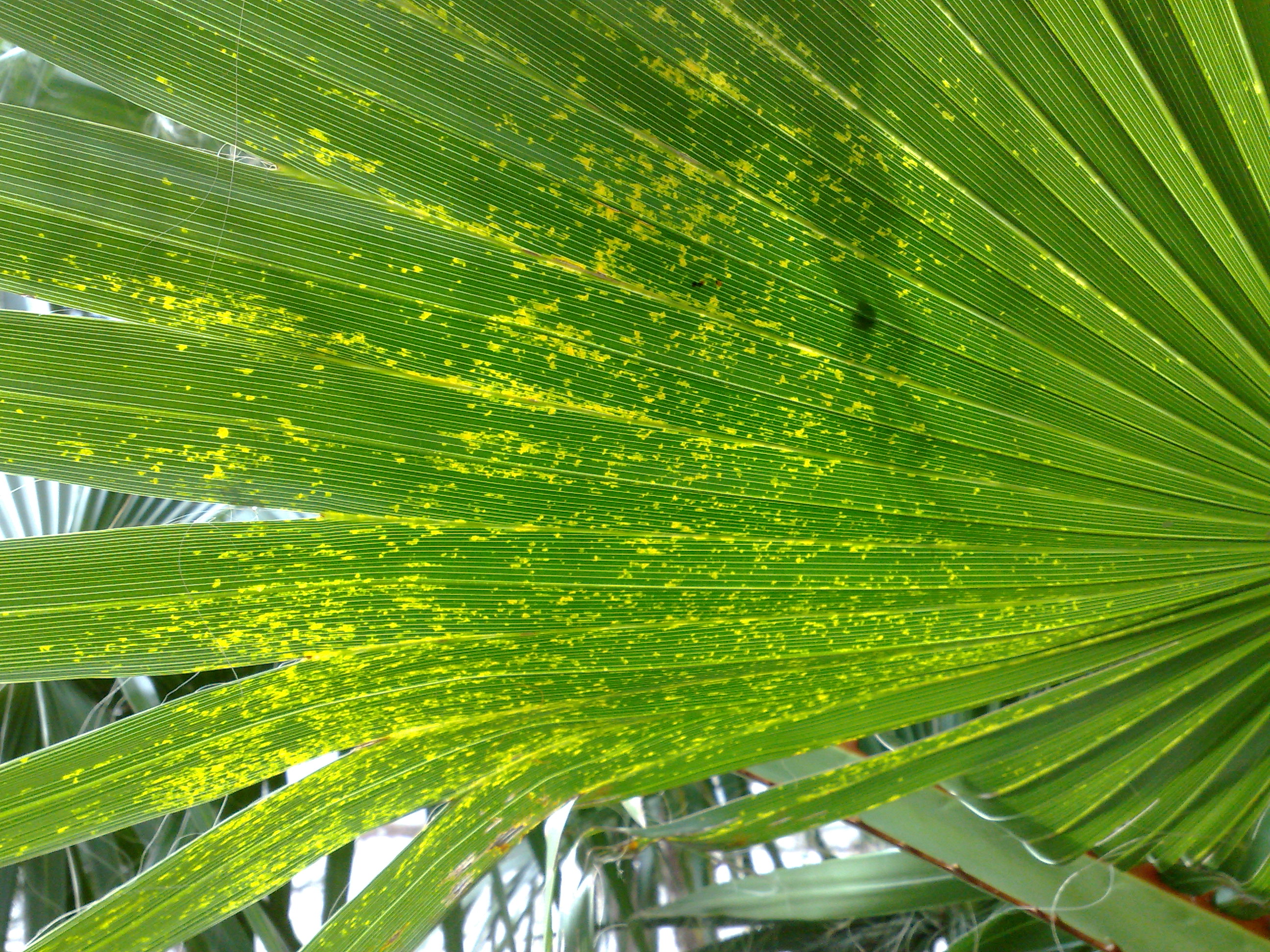 are those spots signs of Deficiency ? - DISCUSSING PALM TREES WORLDWIDE ...