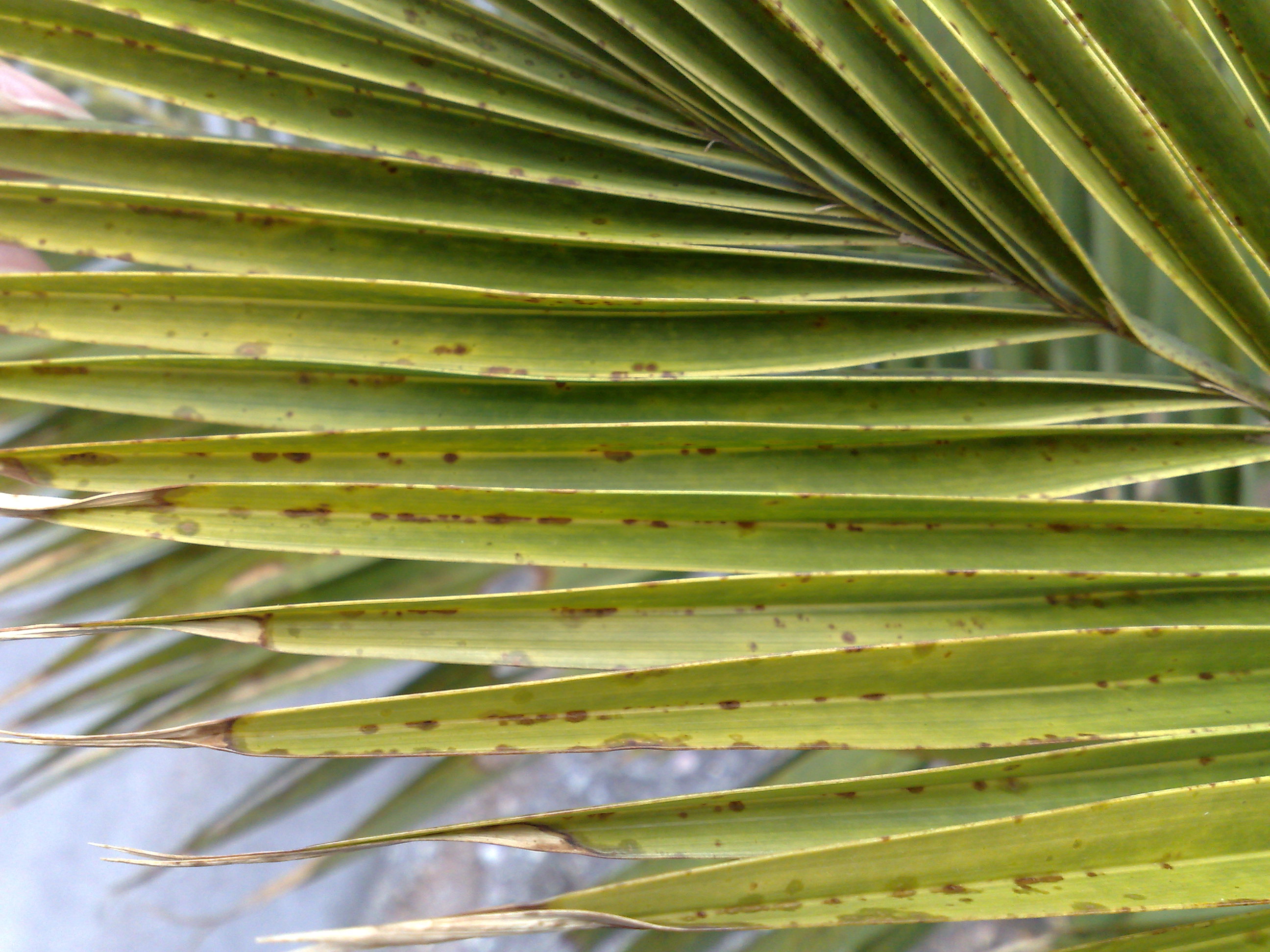 are those spots signs of Deficiency ? - DISCUSSING PALM TREES WORLDWIDE ...