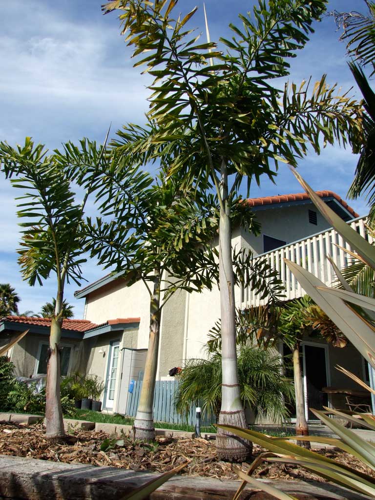 Roof Shots and Progress Photos - DISCUSSING PALM TREES WORLDWIDE - PalmTalk