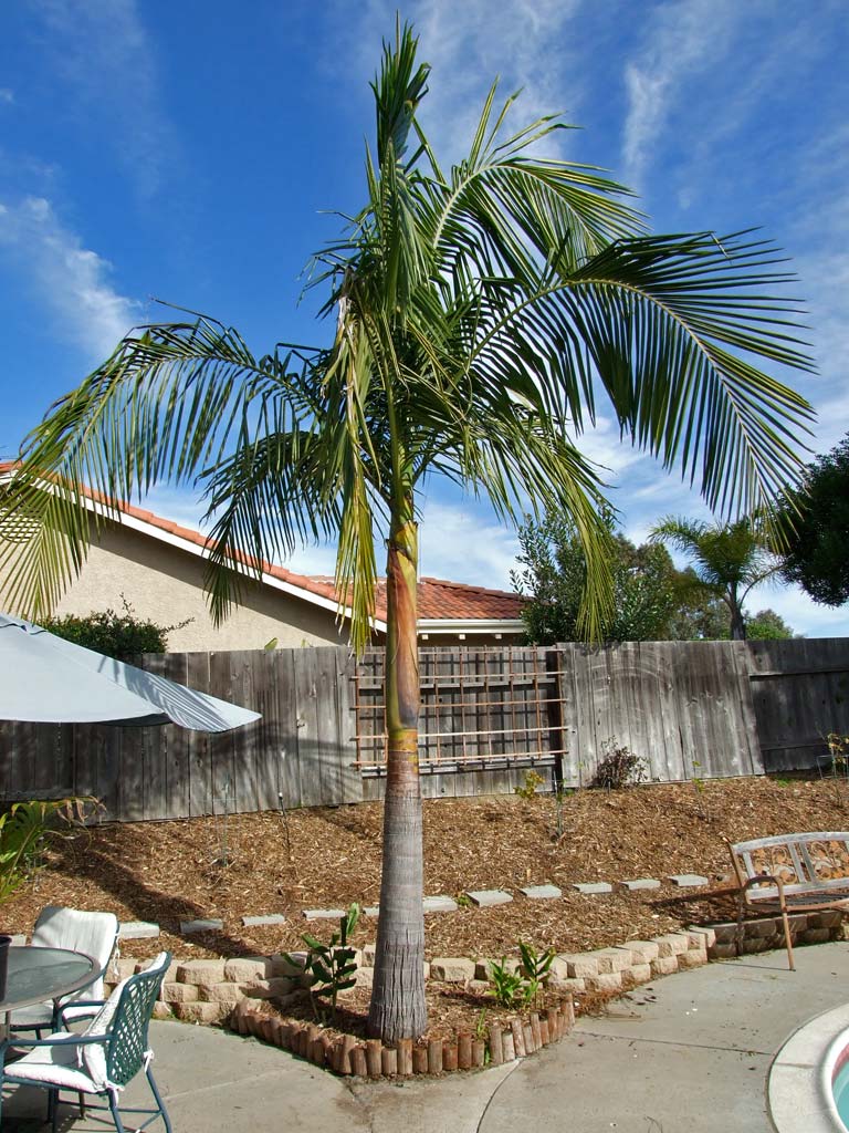 Roof Shots and Progress Photos - DISCUSSING PALM TREES WORLDWIDE - PalmTalk
