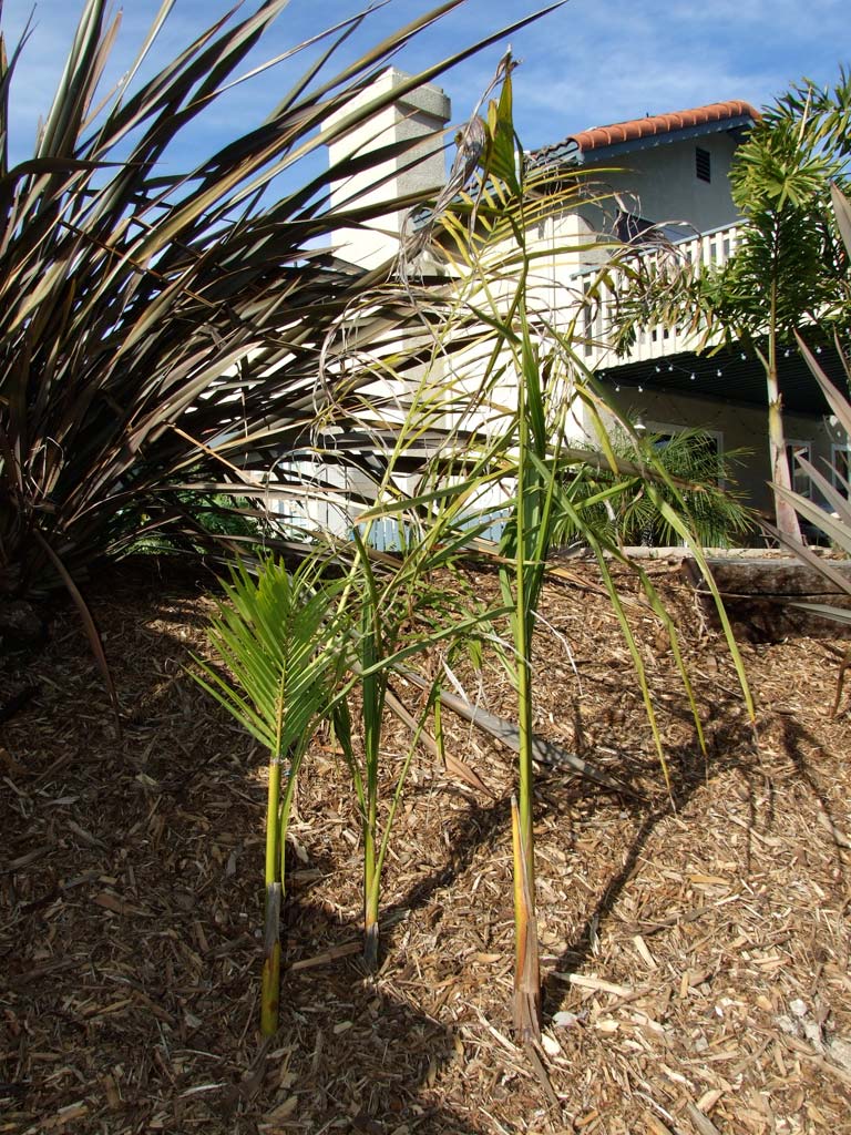 Roof Shots and Progress Photos - DISCUSSING PALM TREES WORLDWIDE - PalmTalk