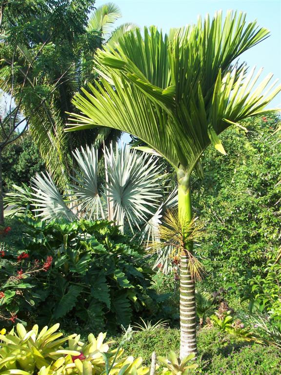 Areca catechu - dwarf compact form - DISCUSSING PALM TREES WORLDWIDE ...