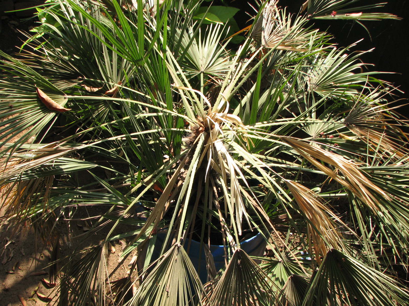 Disease - Bud Rot on Young Palms - DISCUSSING PALM TREES WORLDWIDE ...