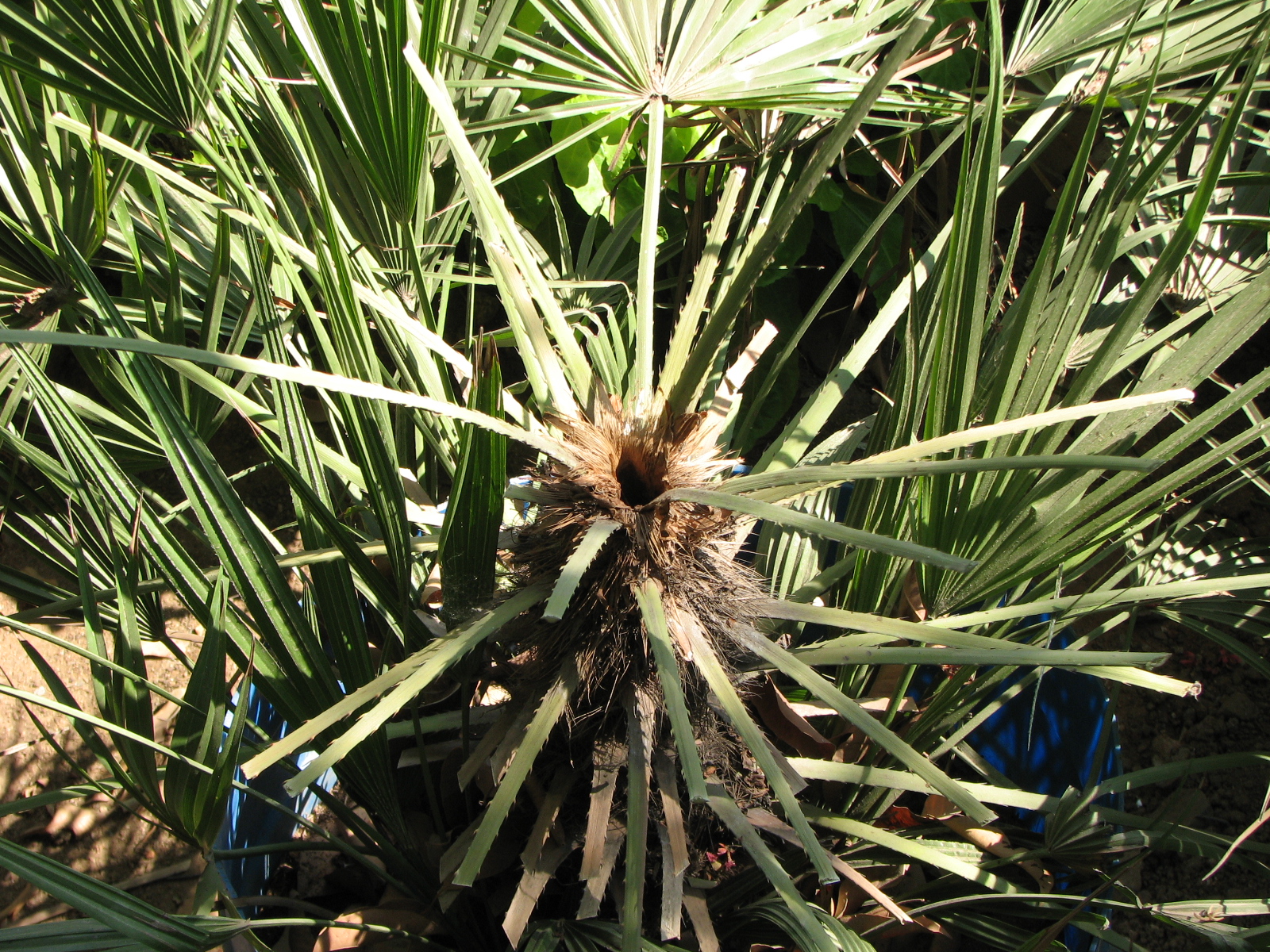 Disease - Bud Rot on Young Palms - DISCUSSING PALM TREES WORLDWIDE ...