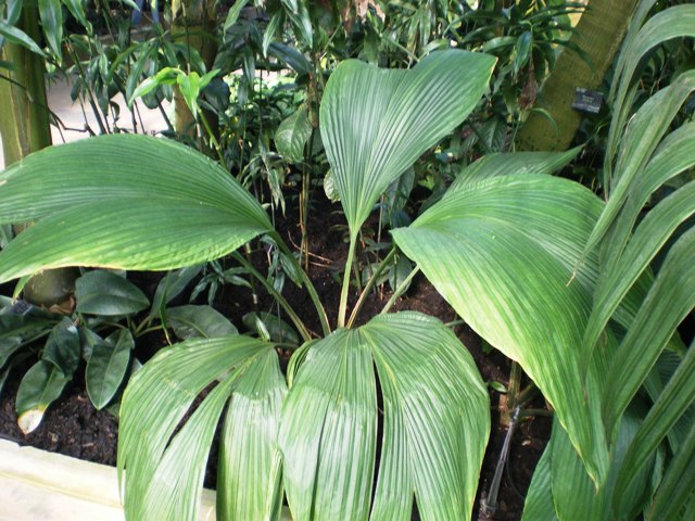 Asplundia sp. y Carludovica palmata (Cyclanthaceae) - PALMAS Y PALMERAS ...