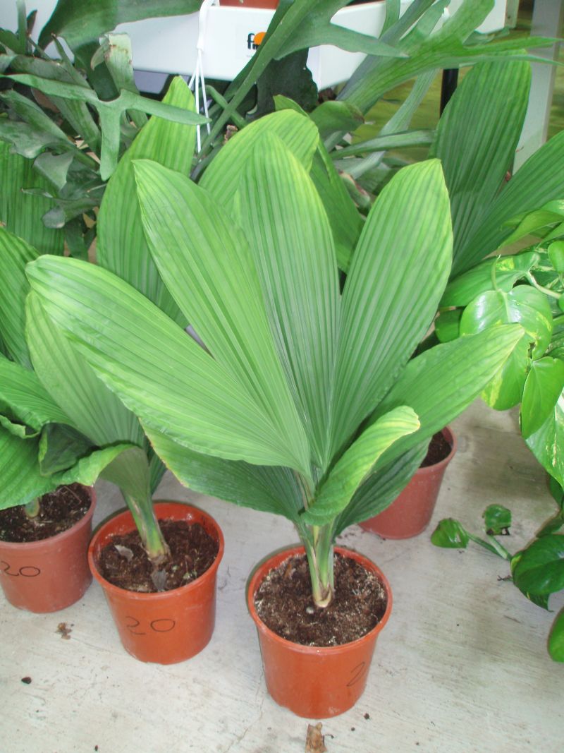 Asplundia sp. y Carludovica palmata (Cyclanthaceae) - PALMAS Y PALMERAS ...