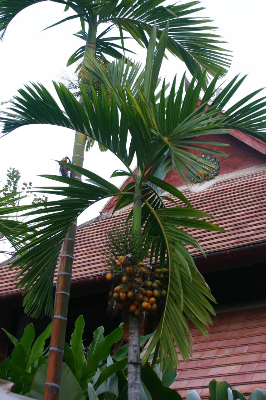 Palm id... - DISCUSSING PALM TREES WORLDWIDE - PalmTalk