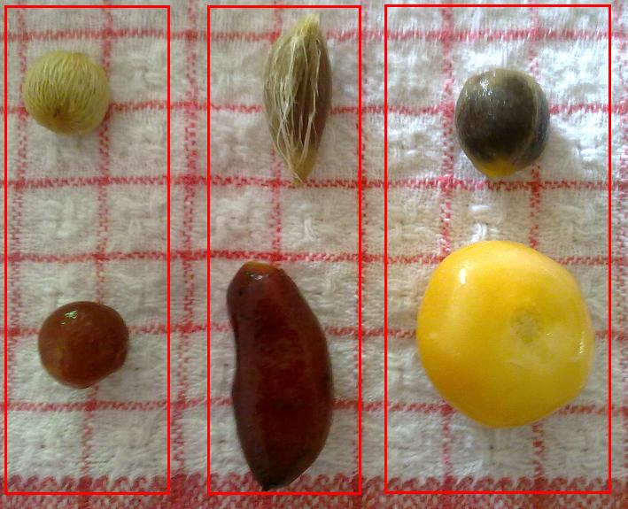 Seeds identification - DISCUSSING PALM TREES WORLDWIDE - PalmTalk