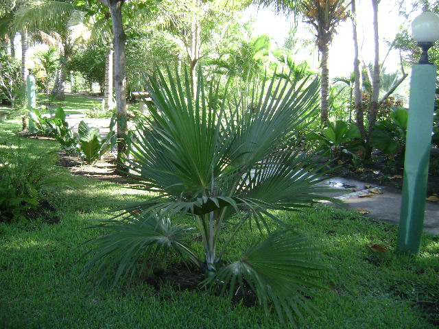 Sun loving palms in shade - DISCUSSING PALM TREES WORLDWIDE - PalmTalk