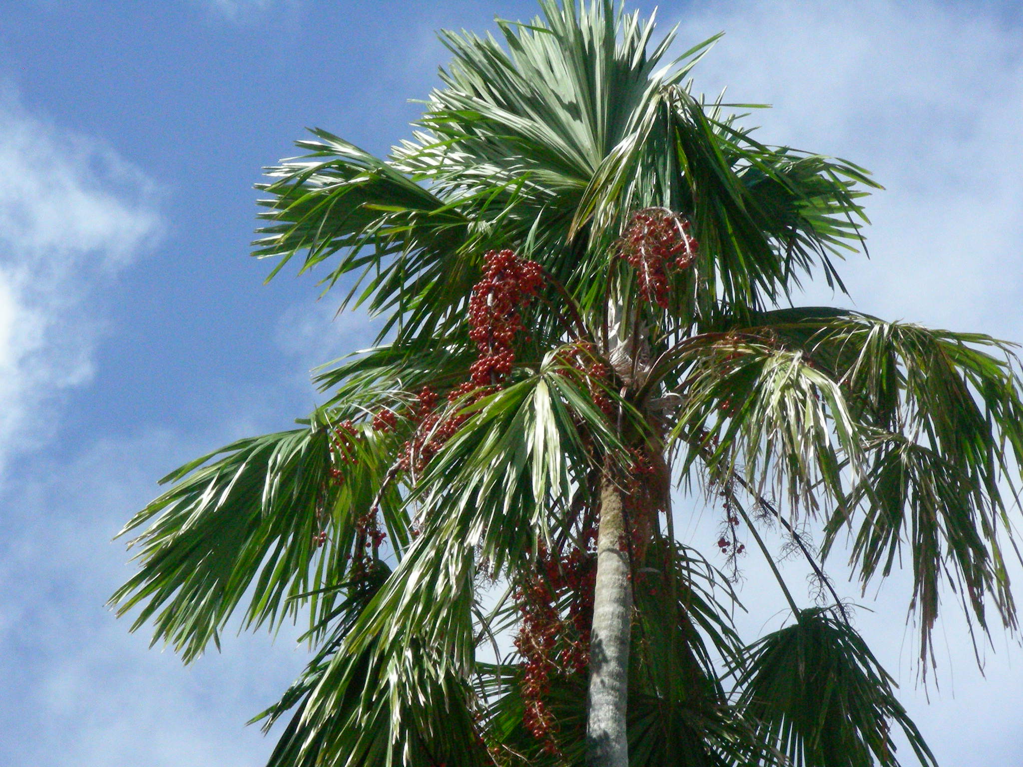Palms fromJava, Indonesia - DISCUSSING PALM TREES WORLDWIDE - PalmTalk