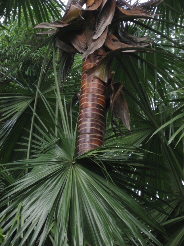 Palms fromJava, Indonesia - DISCUSSING PALM TREES WORLDWIDE - PalmTalk