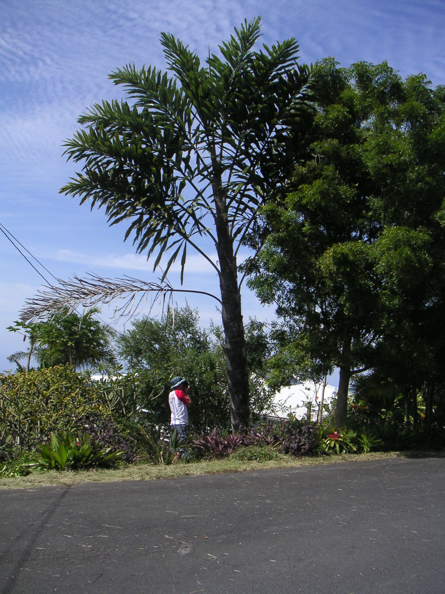limiting leaflet dessication in the desert - DISCUSSING PALM TREES ...