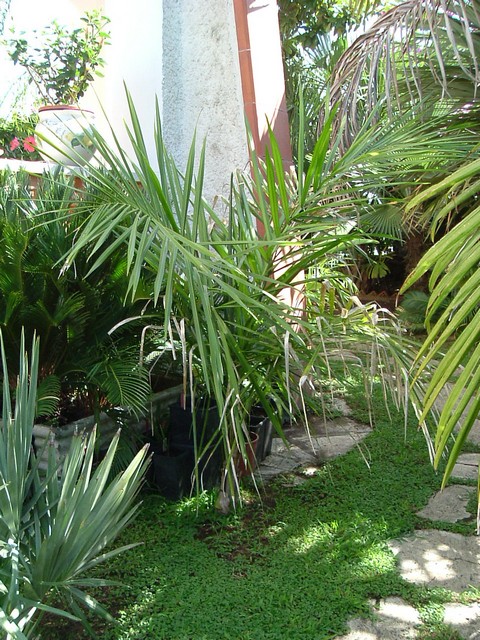 Syagrus pseudococos - DISCUSSING PALM TREES WORLDWIDE - PalmTalk