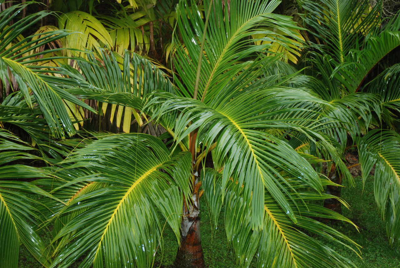 Palms in the rain - DISCUSSING PALM TREES WORLDWIDE - PalmTalk
