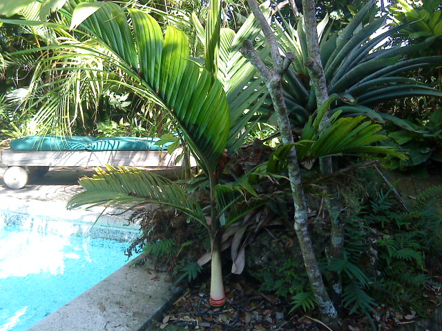 Areca macrocalyx "red" - DISCUSSING PALM TREES WORLDWIDE - PalmTalk
