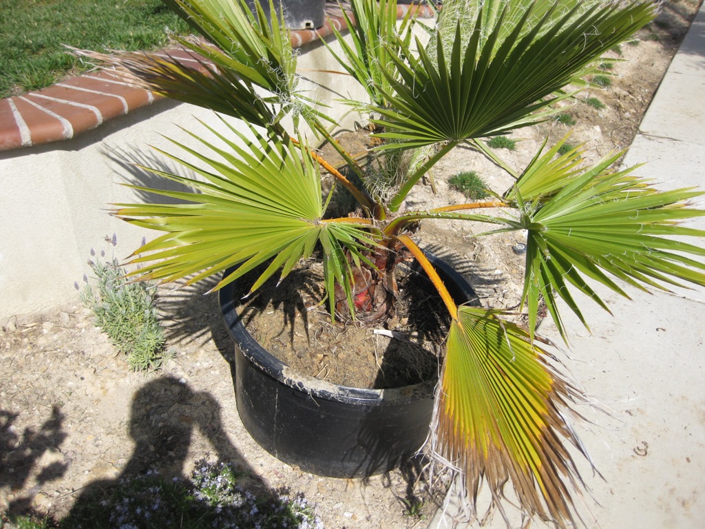 Washingtonia filibusta - For Sale - PalmTalk