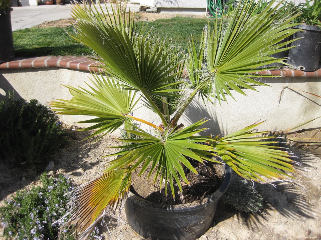 Washingtonia filibusta - For Sale - PalmTalk