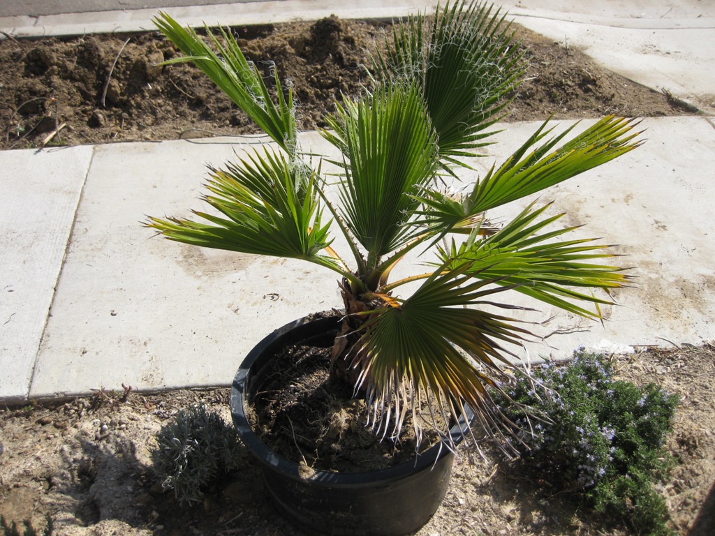Washingtonia filibusta - For Sale - PalmTalk