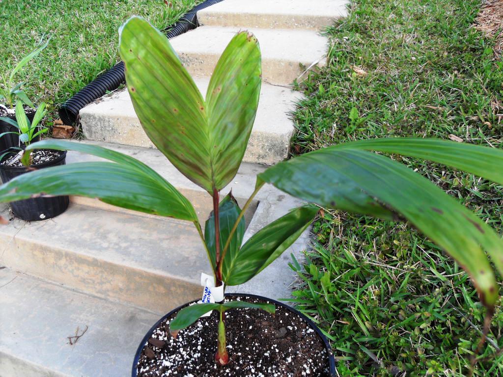 New acquisitions - DISCUSSING PALM TREES WORLDWIDE - PalmTalk