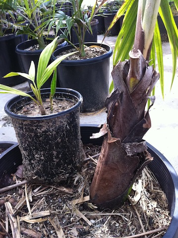 cyphophoenix alba - For Sale - PalmTalk