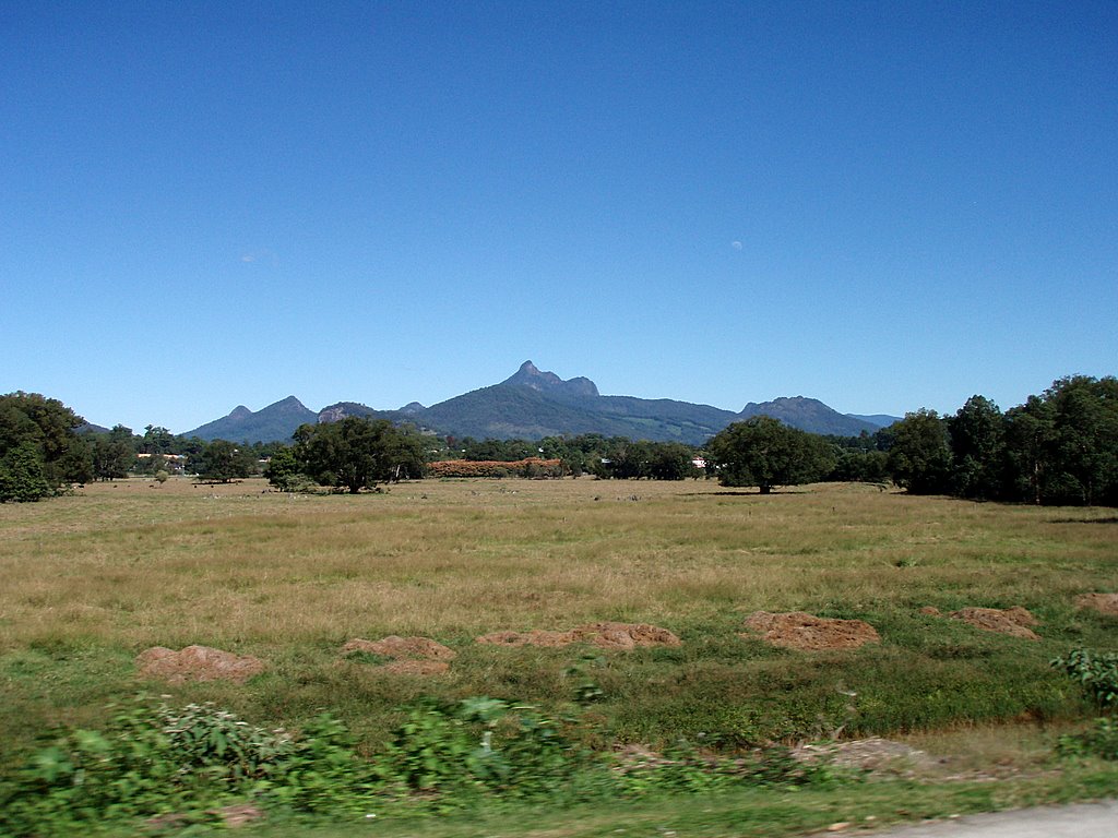 Native Palms of Northern NSW, Australia - DISCUSSING PALM TREES ...