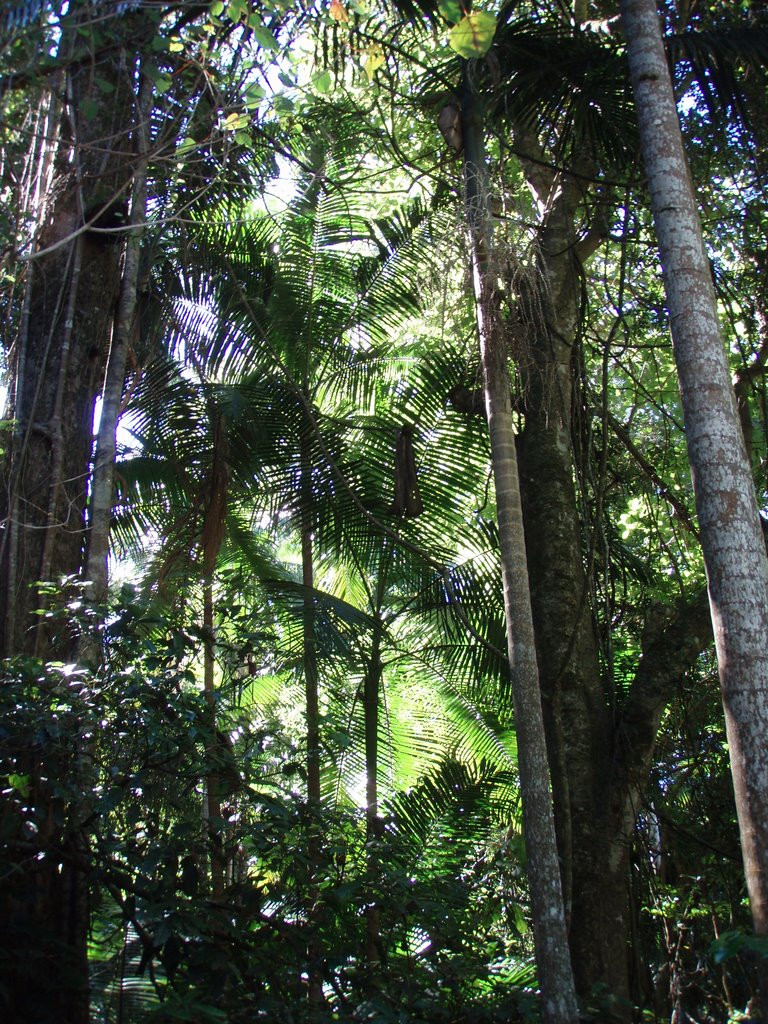 Native Palms of Northern NSW, Australia - DISCUSSING PALM TREES ...