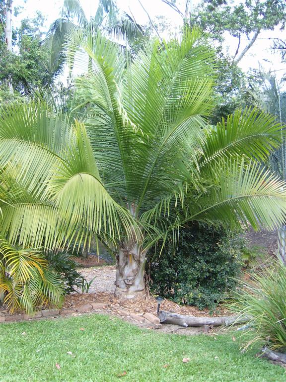 Growing Palms in Mooloola - Sth East Queensland - DISCUSSING PALM TREES ...