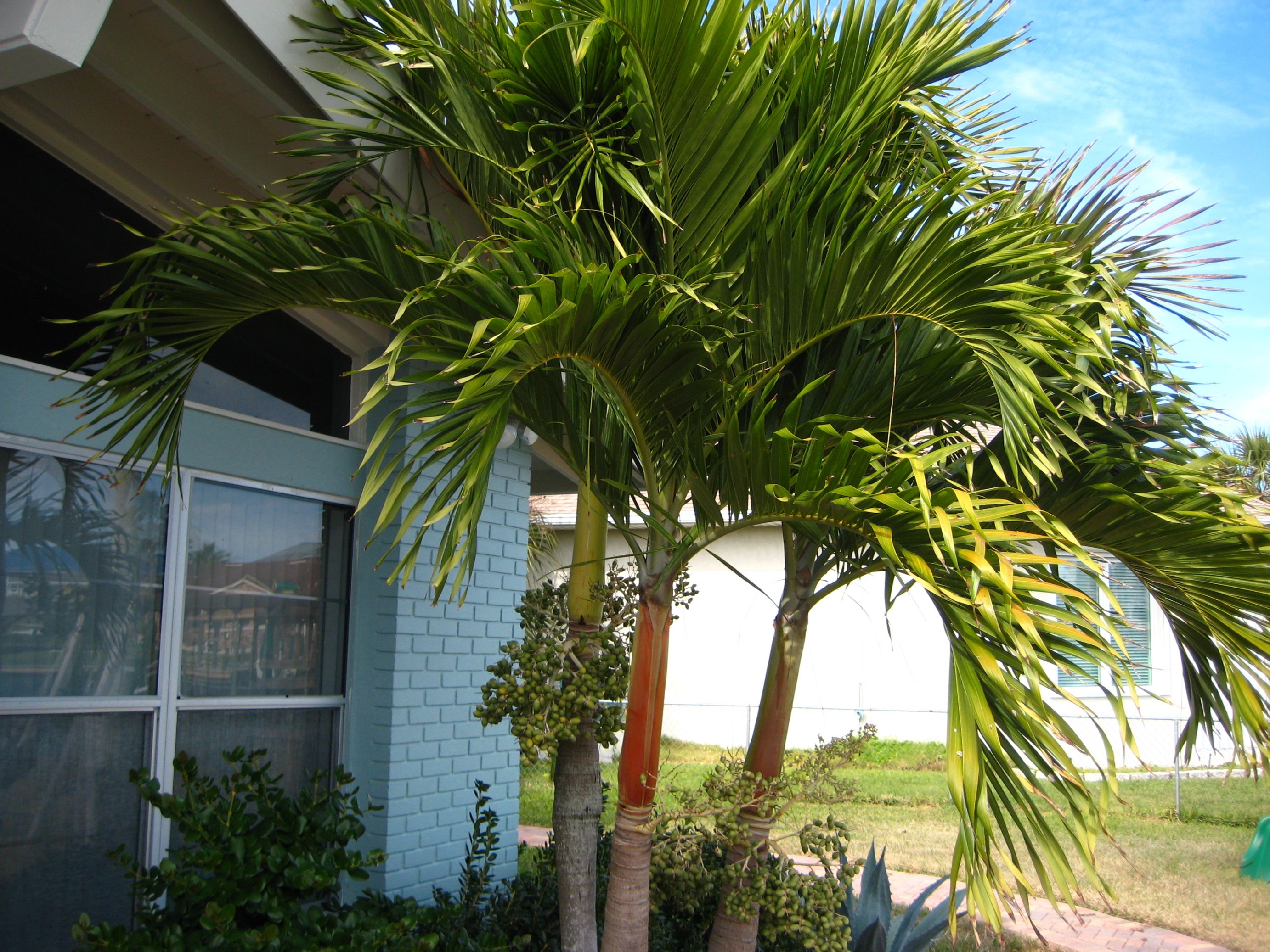 Adonidia merrillii - DISCUSSING PALM TREES WORLDWIDE - PalmTalk