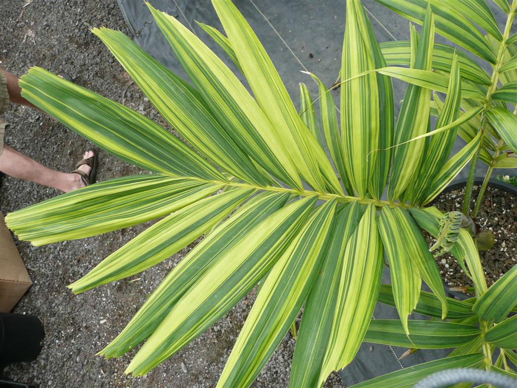 Palms in a Kona mauka garden - DISCUSSING PALM TREES WORLDWIDE - PalmTalk