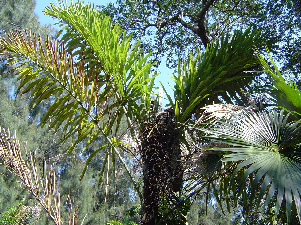 wallichia disticha - DISCUSSING PALM TREES WORLDWIDE - PalmTalk