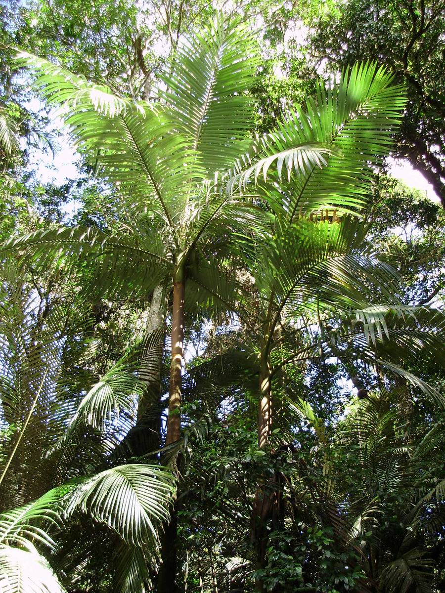 Unbelievable discovery! - DISCUSSING PALM TREES WORLDWIDE - PalmTalk