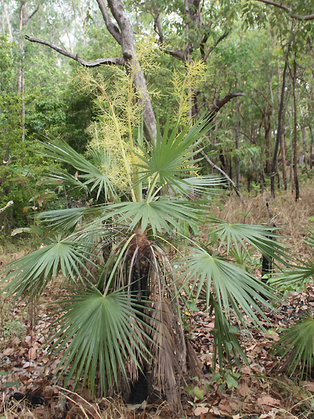Livistona humilis - DISCUSSING PALM TREES WORLDWIDE - PalmTalk