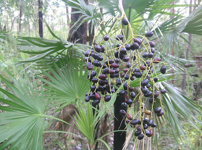 Livistona humilis - DISCUSSING PALM TREES WORLDWIDE - PalmTalk