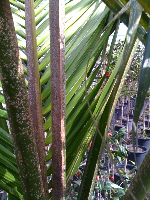 Scale and more Scale - DISCUSSING PALM TREES WORLDWIDE - PalmTalk