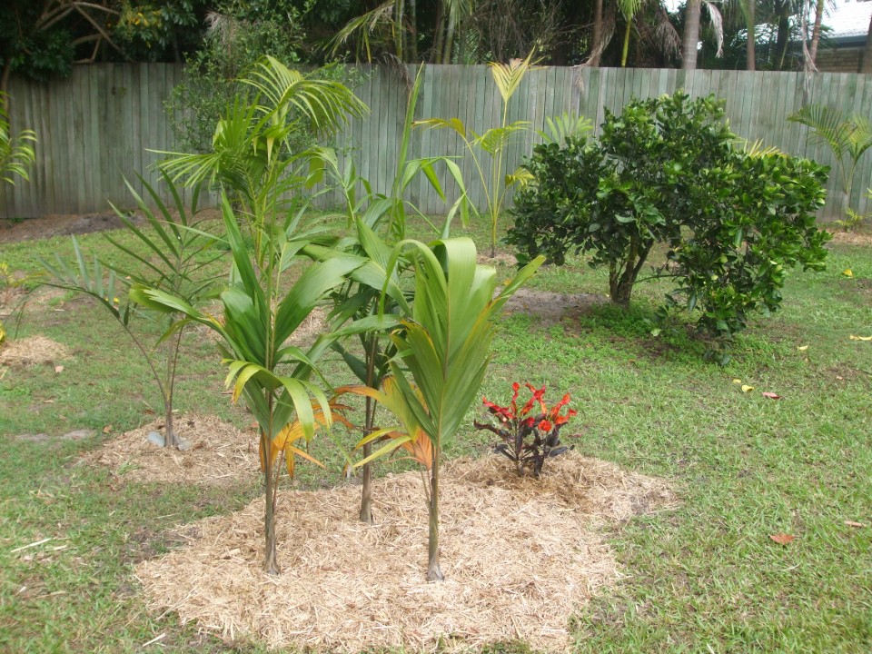 "Burrawang Mana" palm update - DISCUSSING PALM TREES WORLDWIDE - PalmTalk